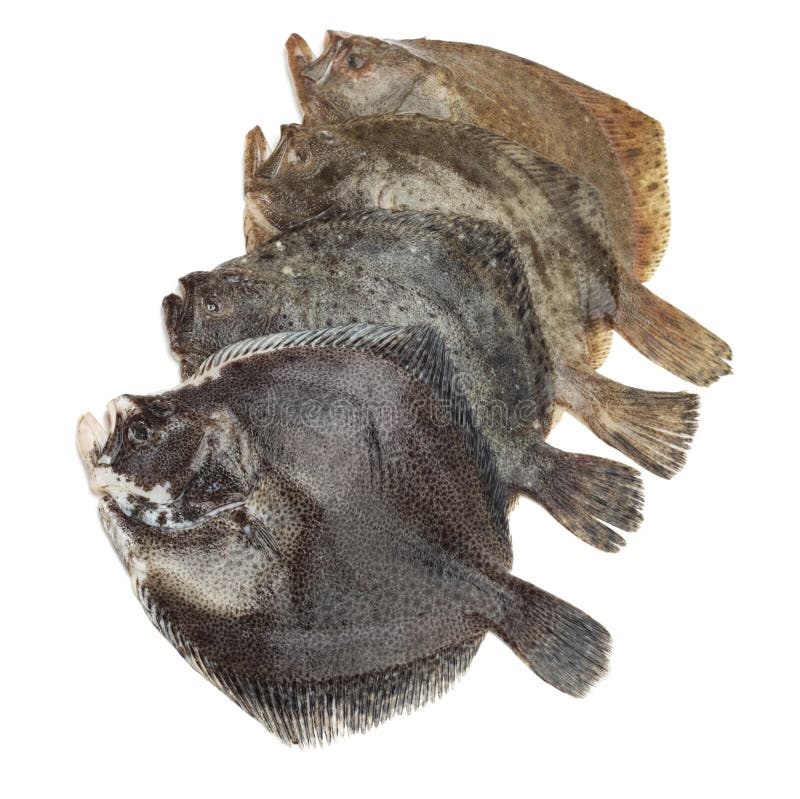 Peixes do linguado foto de stock. Imagem de gourmet, fresco - 32264796