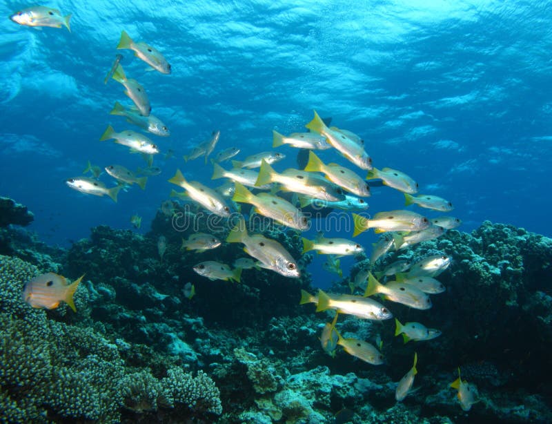Peixes do Mar Vermelho imagem de stock. Imagem de oceano - 13022577