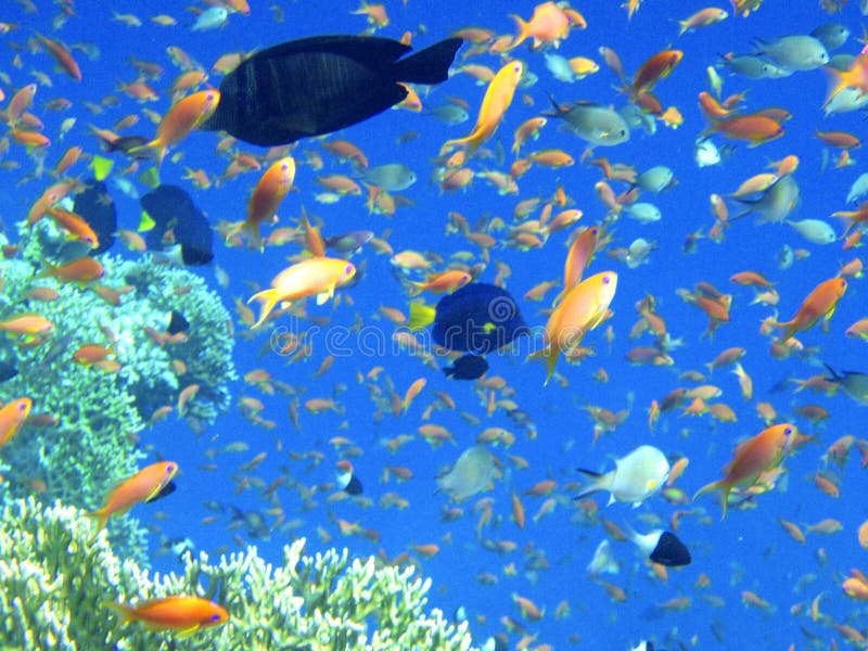 Peixes do Mar Vermelho foto de stock. Imagem de recife - 13879398