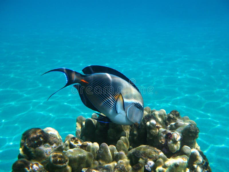 Peixes do Mar Vermelho foto de stock. Imagem de listrado - 8448404