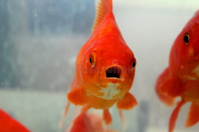 Peixes com boca aberta imagem de stock. Imagem de aberta - 32484513