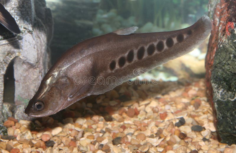 Peixe-palhaço faca imagem de stock. Imagem de ponto, nadada - 6356825