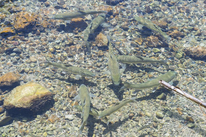 Peixes do rio foto de stock. Imagem de vida, montanha - 56793768