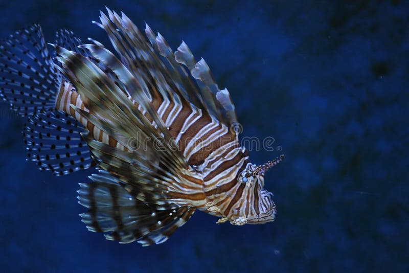 Peixes do tigre imagem de stock. Imagem de peixes, tigre - 24435957