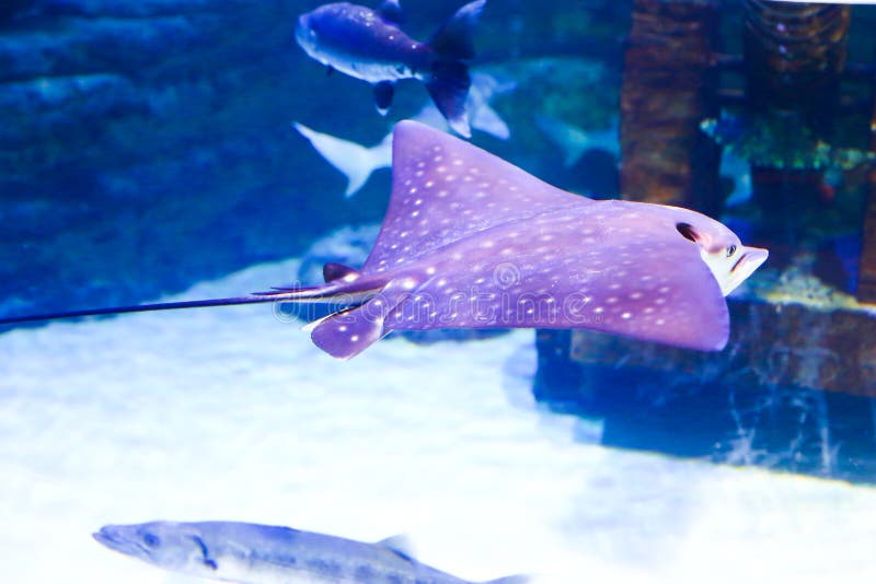 Peixes do Manta imagem de stock. Imagem de profundamente - 50656473