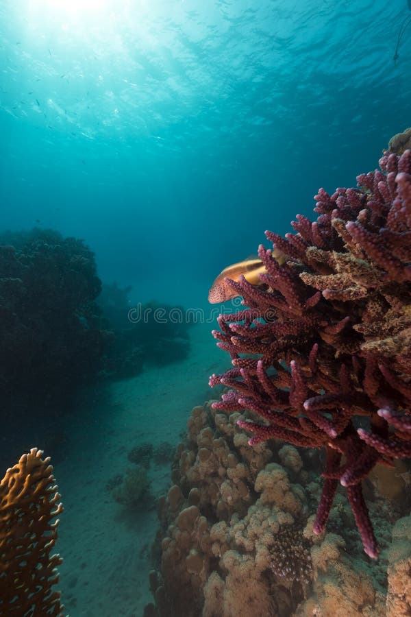 Peixes E Recife Tropical No Mar Vermelho. Foto de Stock - Imagem de ...
