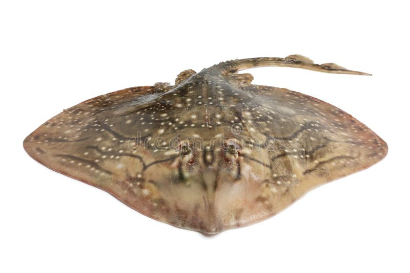 Peixes frescos da raia imagem de stock. Imagem de sopa - 143585621