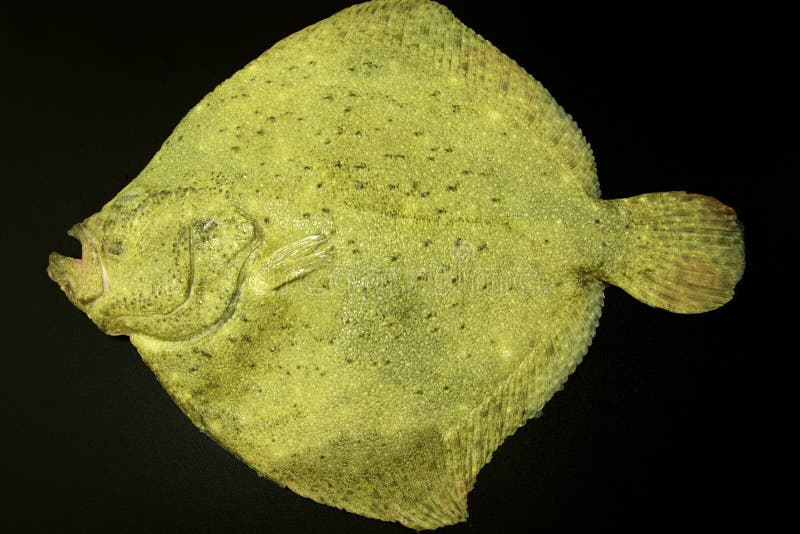 Peixes frescos do linguado foto de stock. Imagem de alimento - 111173422