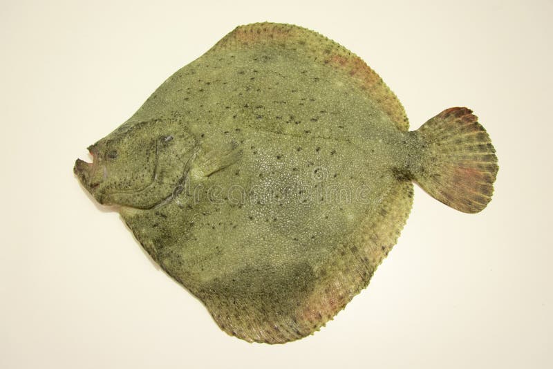 Peixes frescos do linguado foto de stock. Imagem de alimento - 111173422