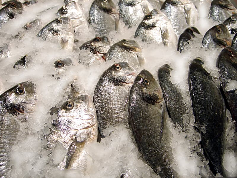 Peixes frescos no gelo. foto de stock. Imagem de fresco - 7968402
