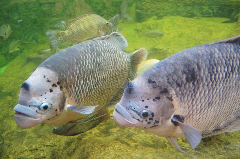 Peixes gigantes do gurami foto de stock. Imagem de vidro - 32464838