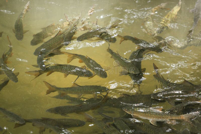 Peixes Grandes Que Nadam No Rio Foto de Stock - Imagem de colorido ...