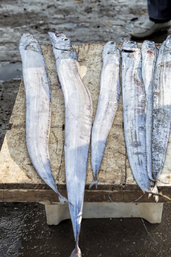 Peixes lisos imagem de stock. Imagem de animal, liso - 33644563