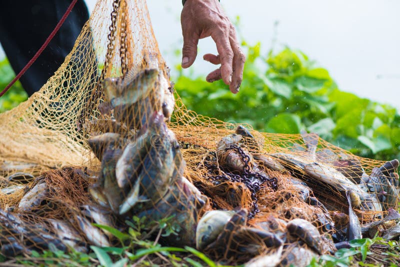 Rede dos peixes foto de stock. Imagem de pesca, fresco - 37060632