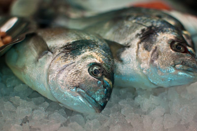 Peixes no gelo imagem de stock. Imagem de animal, gelo - 18508673