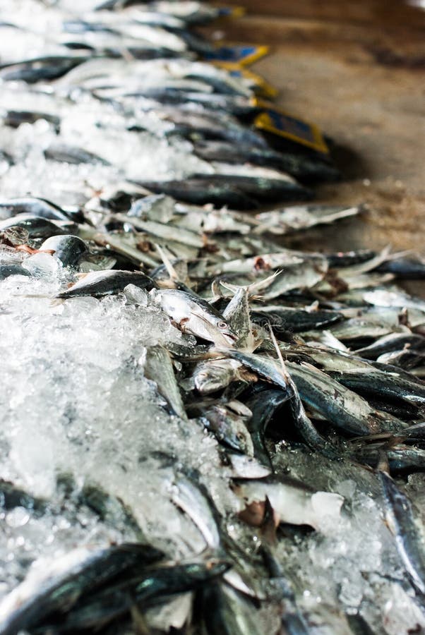 Peixes no gelo foto de stock. Imagem de indicador, animal - 32185546