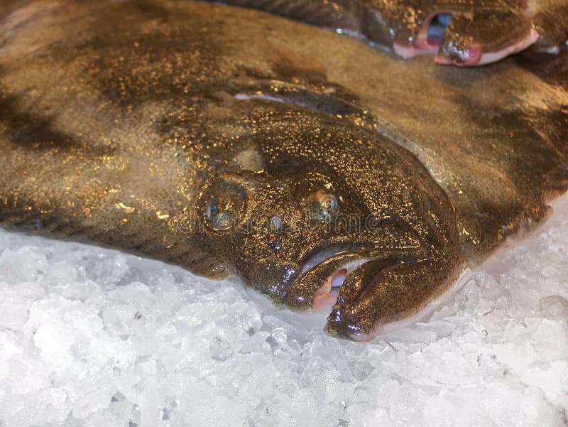 Peixes no gelo foto de stock. Imagem de solha, lata, gelo - 4090914