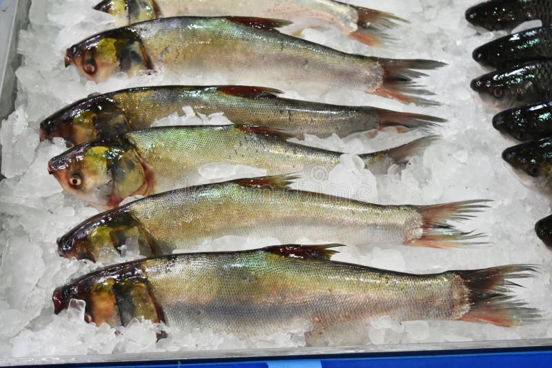 Peixes Frescos Da Anchova No Gelo Foto de Stock - Imagem de gourmet ...