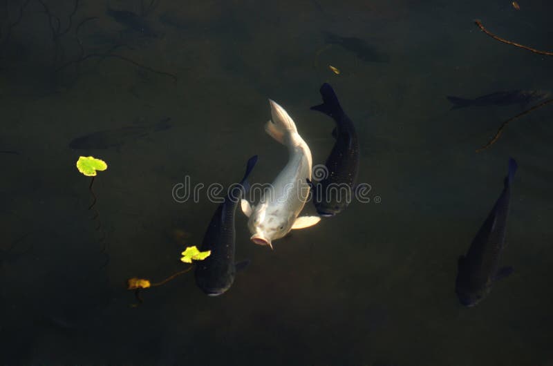 Peixes no outono foto de stock. Imagem de cinzento, lago - 61627276