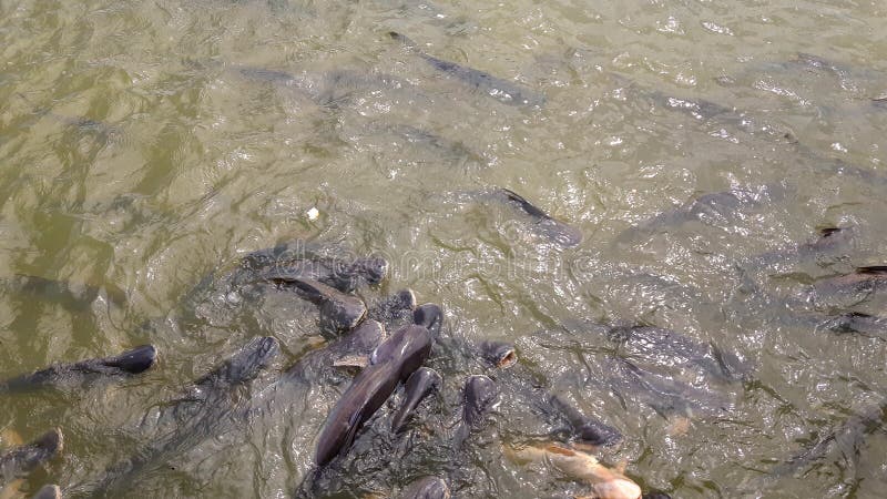 Peixes no rio imagem de stock. Imagem de wildlife, freshwater - 131888777