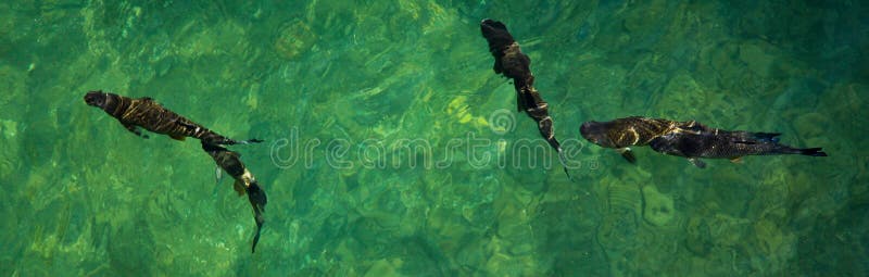 Peixes no Rio imagem de stock. Imagem de exterior, selvagem - 21122527