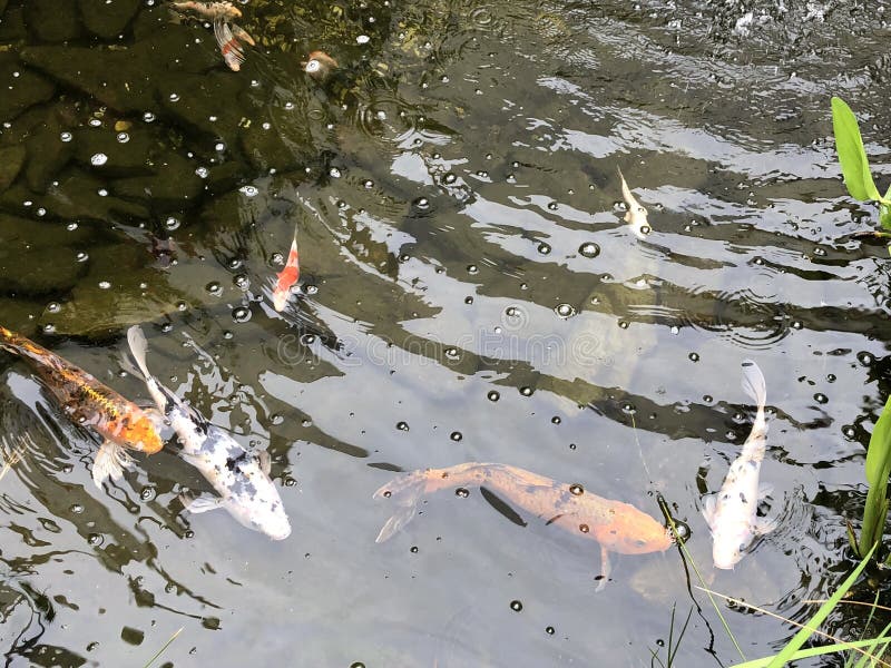 Peixes no rio foto de stock. Imagem de casas, bonito - 157863836