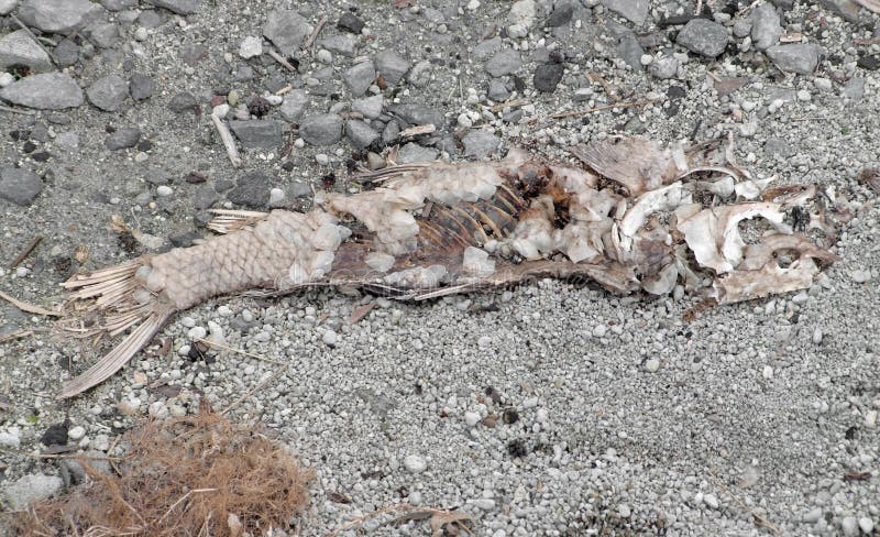 Peixes podres imagem de stock. Imagem de escala, seixo - 36522277