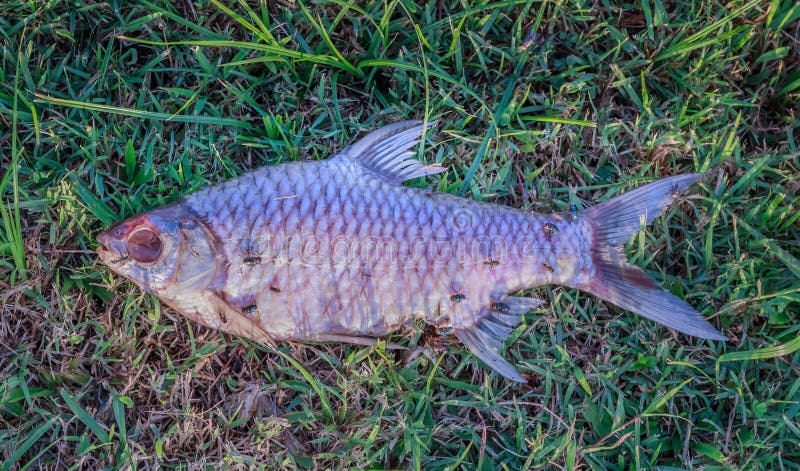 Peixes Podres No Campo De Grama Verde Imagem de Stock - Imagem de ...