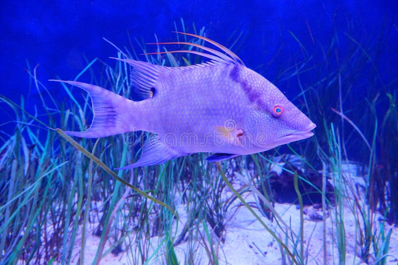Peixes roxos imagem de stock. Imagem de vida, marinho - 13552109