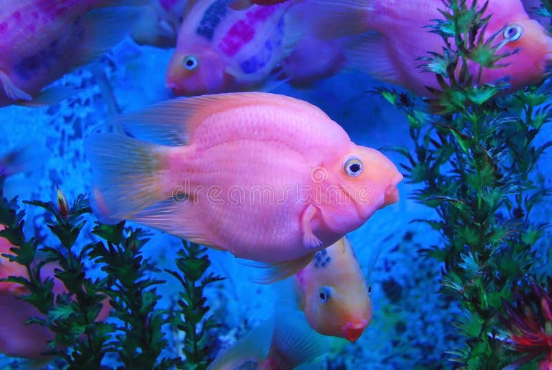 Peixes roxos imagem de stock. Imagem de vida, marinho - 13552109