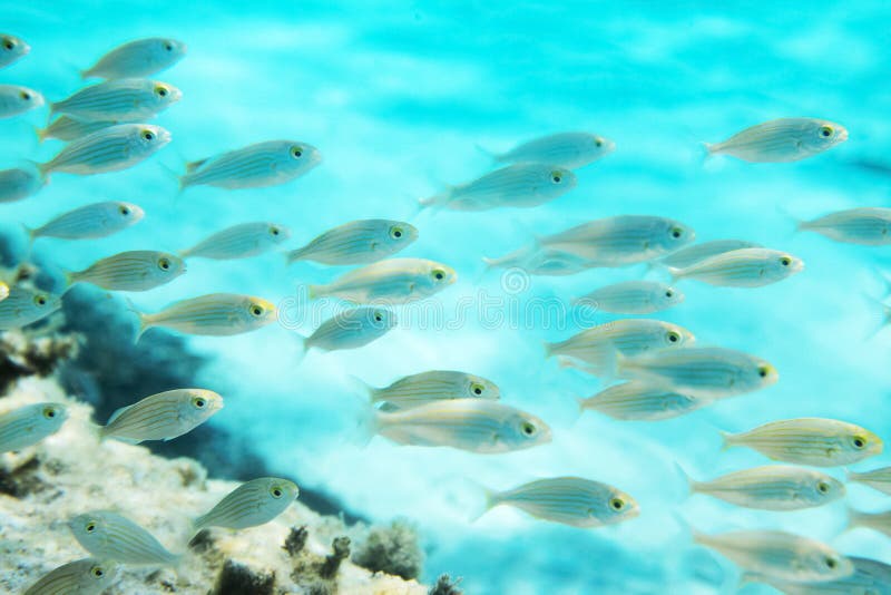 Salema - Peixe - Salpa De Saupe - De Sarpa Foto de Stock - Imagem de ...