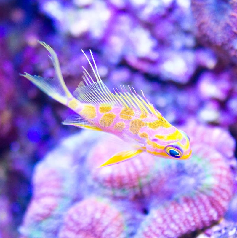 Peixes sobre corais imagem de stock. Imagem de sobre - 53281997