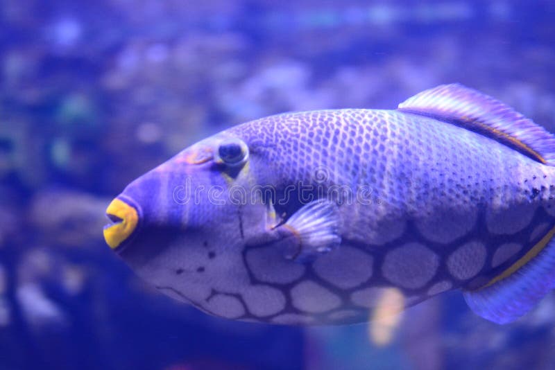 Peixes Tropicais Roxos Azuis Foto de Stock - Imagem de roxo, marinho ...