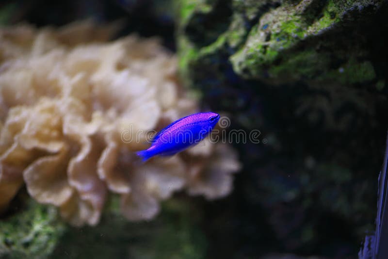 Peixes Tropicais Roxos Azuis Imagem de Stock - Imagem de tropical ...
