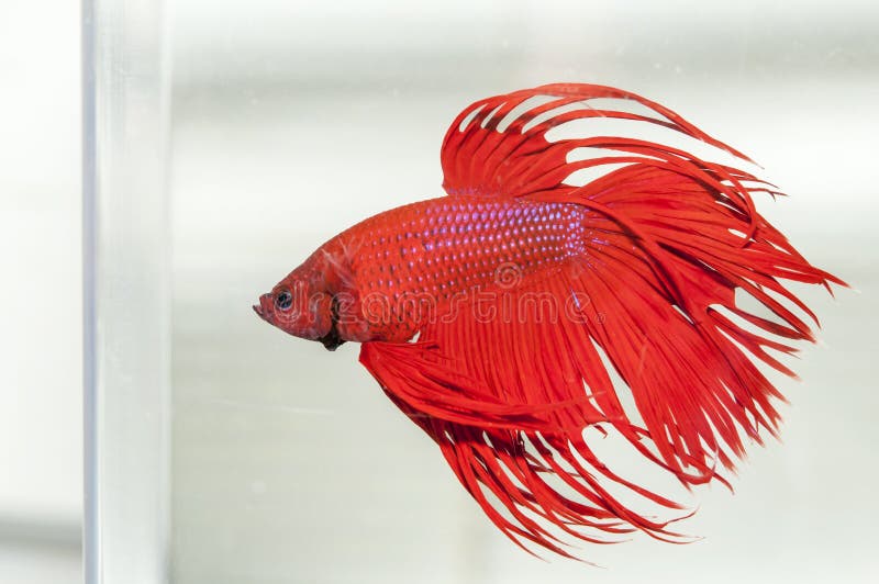 Peixes Vermelhos Vibrantes De Betta Splendens Foto de Stock - Imagem de ...