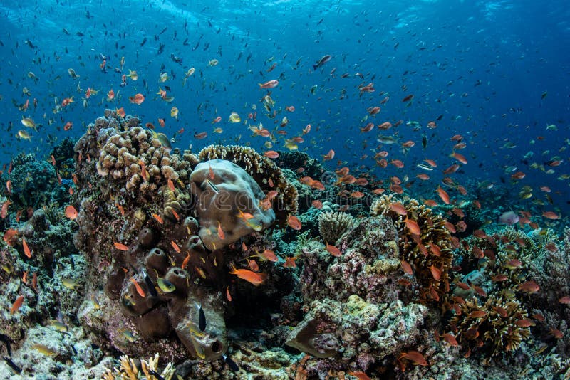 Peixes Vibrantes E Coral Reef Do Recife Foto de Stock - Imagem de ...