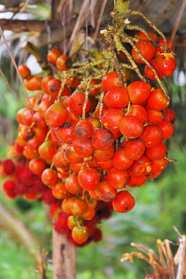 Pejibaye Costa Rica 3 foto de archivo. Imagen de amarillo - 25834254