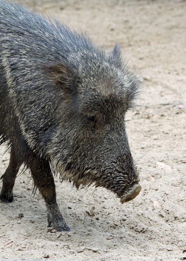 Een Dichte Omhooggaande Pekari, Ook Genoemd Javelina Stock Afbeelding ...