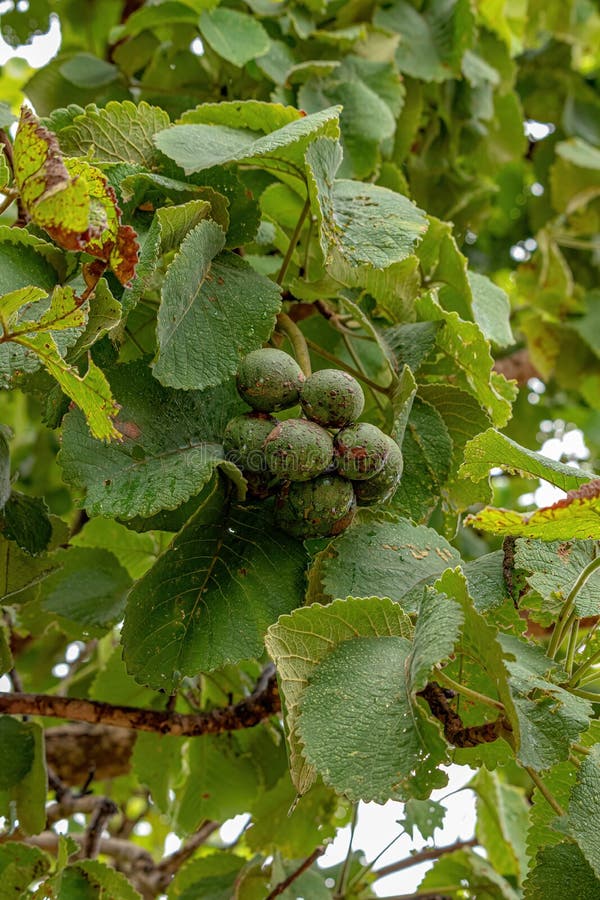 Pekea Nut Fruit stock image. Image of plant, caryocaraceae - 238167473