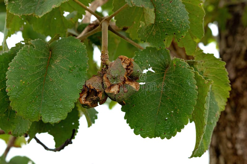 Pekea Nut Fruit stock image. Image of food, healthy - 238167495
