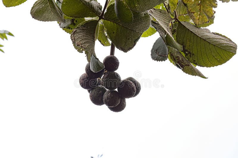 Pekea Nut Tree Fruit stock photo. Image of vegetarian - 315944954