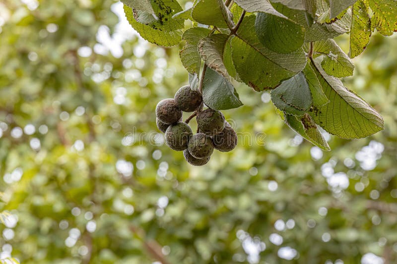 Pekea Nut Tree Fruit stock photo. Image of tropical - 315945474