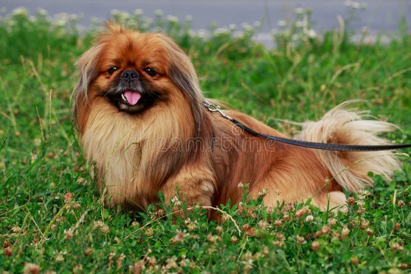Pekinés De La Raza Del Perro Imagen de archivo - Imagen de hierba ...