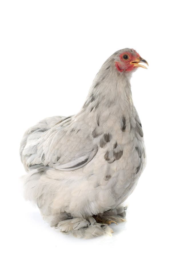 Pekin bantam chicken stock photo. Image of elegant, chicken - 29758852