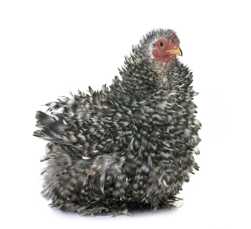 Curly pekin chicken stock photo. Image of feather, poultry - 79617768