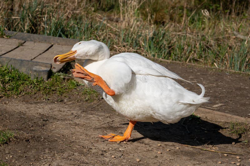 Pekin Duck Having Scratch Stock Photos - Free & Royalty-Free Stock ...