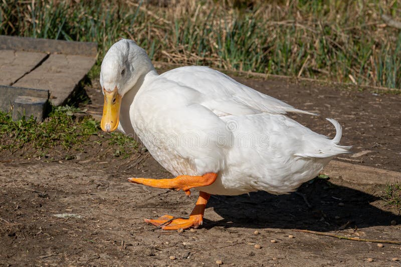 Pekin Duck Having a Scratch Stock Photo - Image of feathers, itchy ...