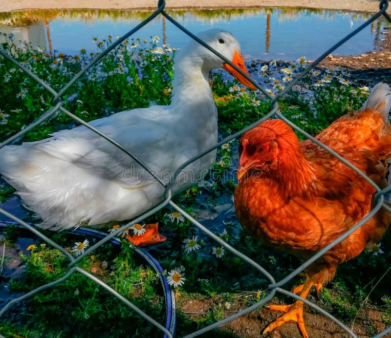 A pekin duck and a hen stock photo. Image of chick, country - 197626528