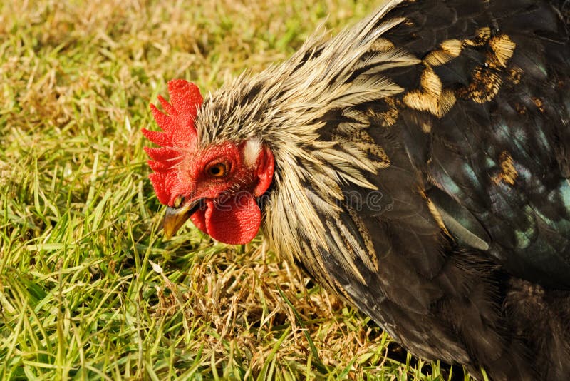 Hahn-Kopf stockfoto. Bild von bauernhof, domestiziert - 39006168