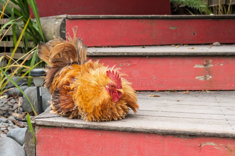 Rooster Sitting on the Ground Stock Photo - Image of male, bird: 27082564